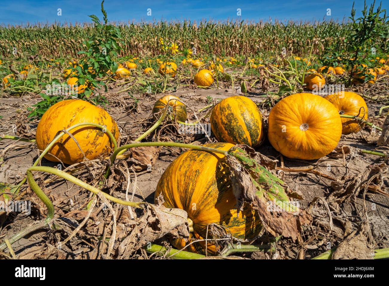 Pumpkin fields families hi-res stock photography and images - Alamy