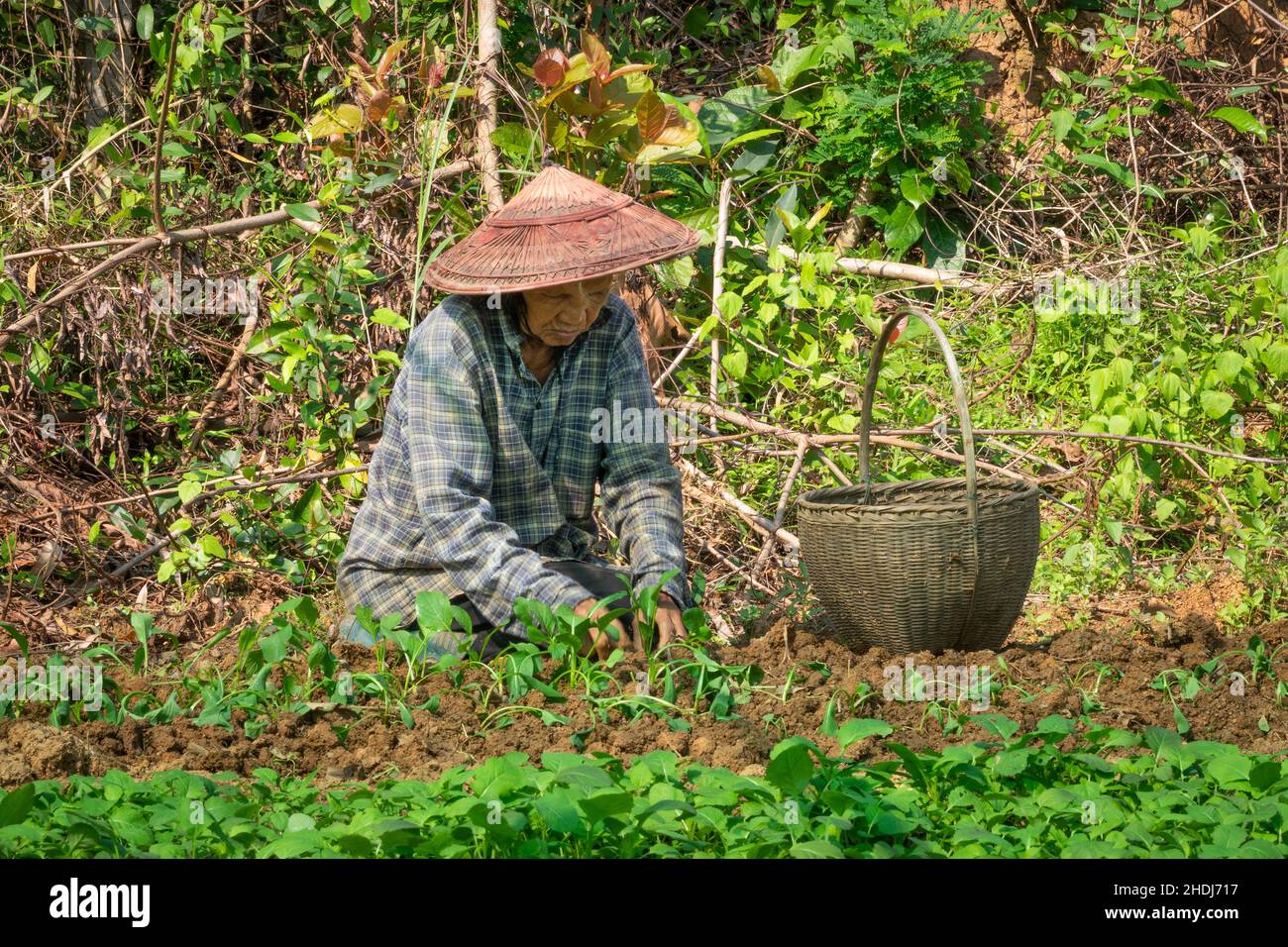 senior, planting, seedling, elderly, old, seniors, sapling, seedlings ...