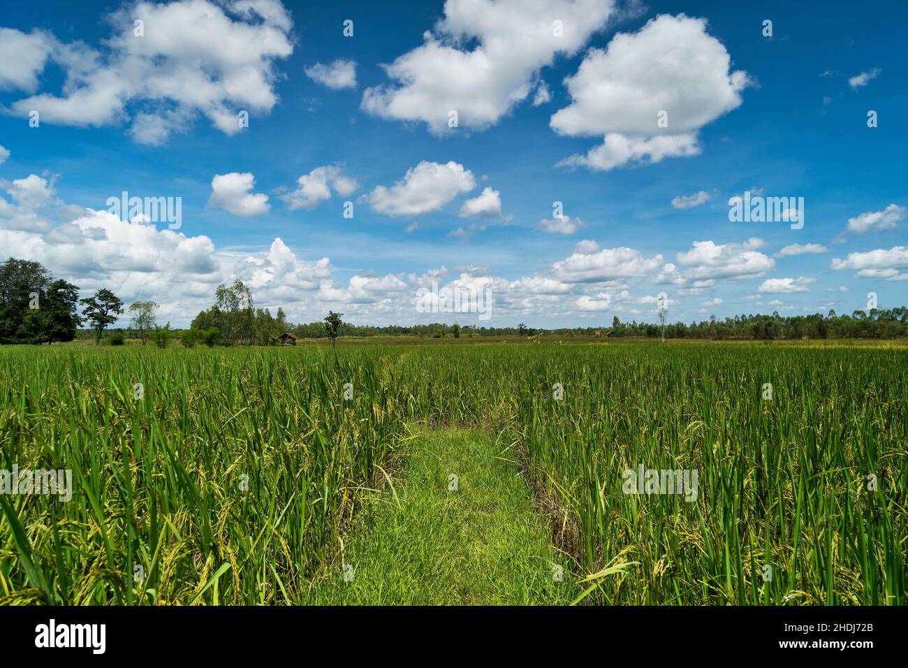 paddy, rice plant, paddies, rice paddy, rice plants Stock Photo - Alamy