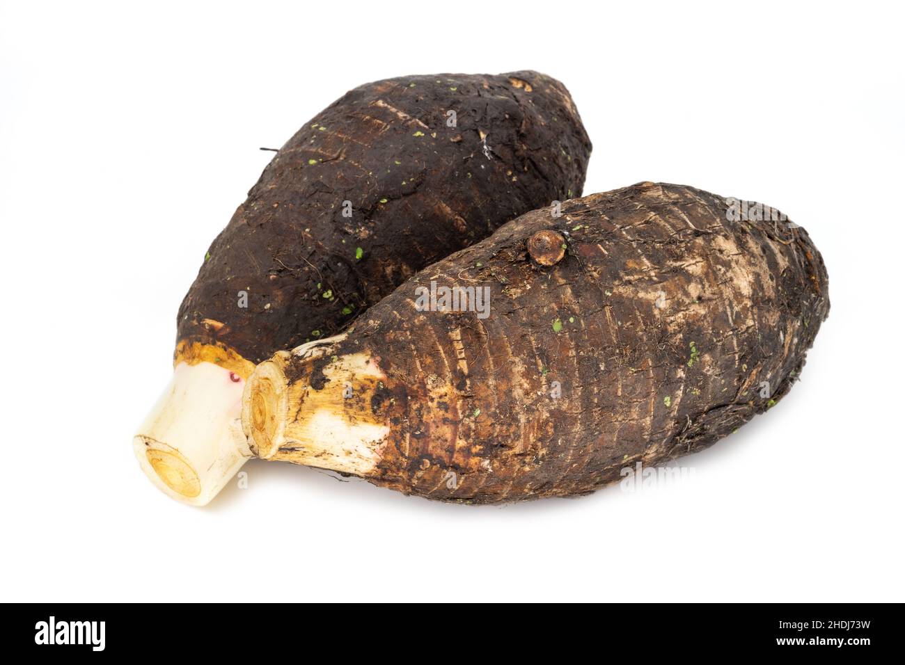 White taro hi-res stock photography and images - Alamy