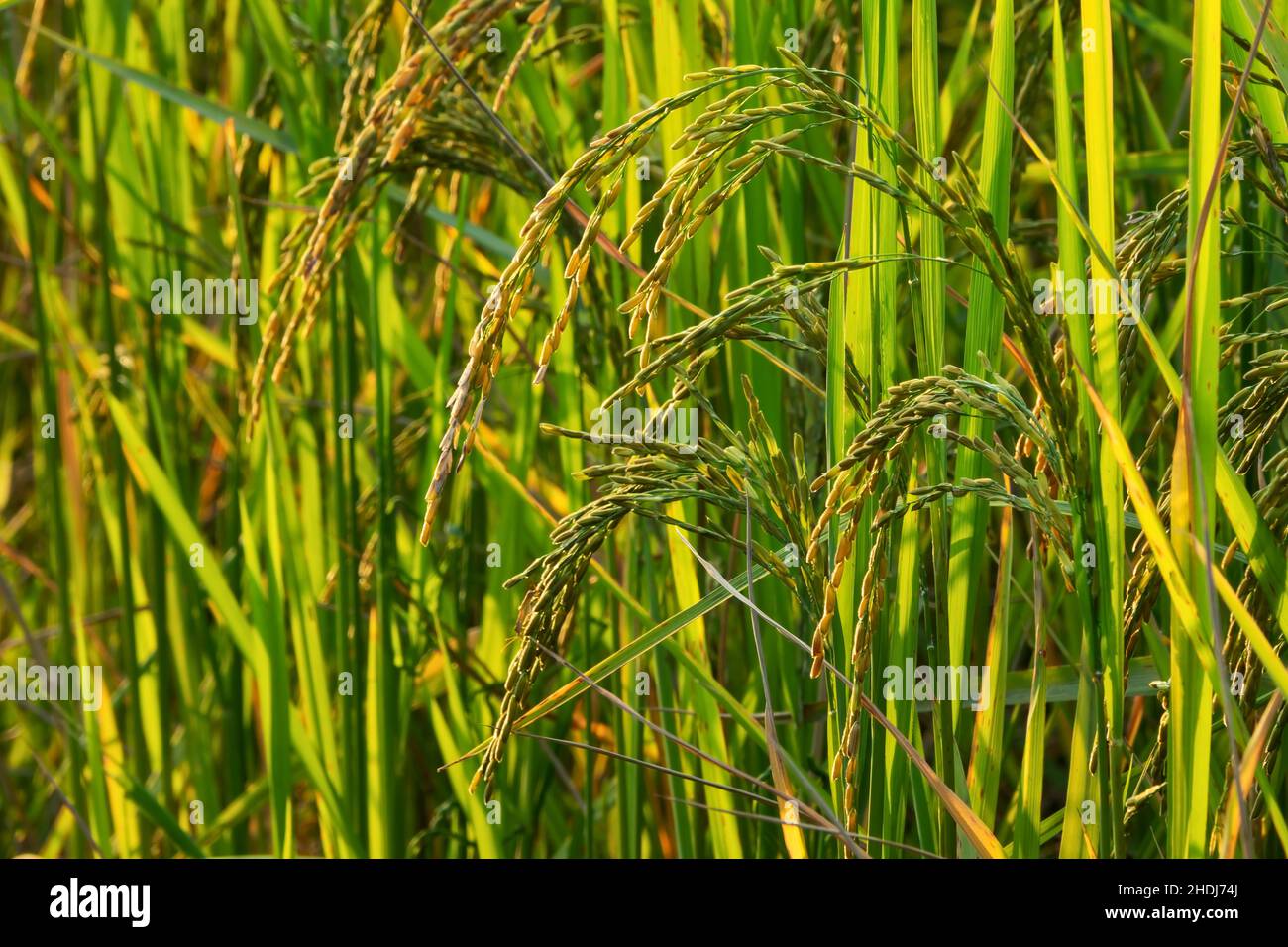 rice plant, rice plants Stock Photo - Alamy