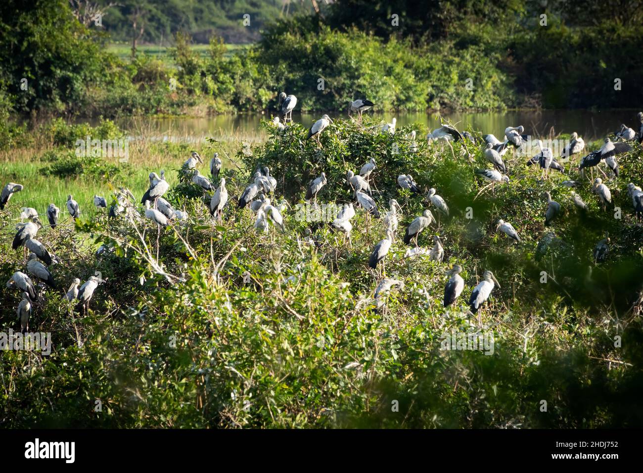 Bird hatchery hi-res stock photography and images - Alamy