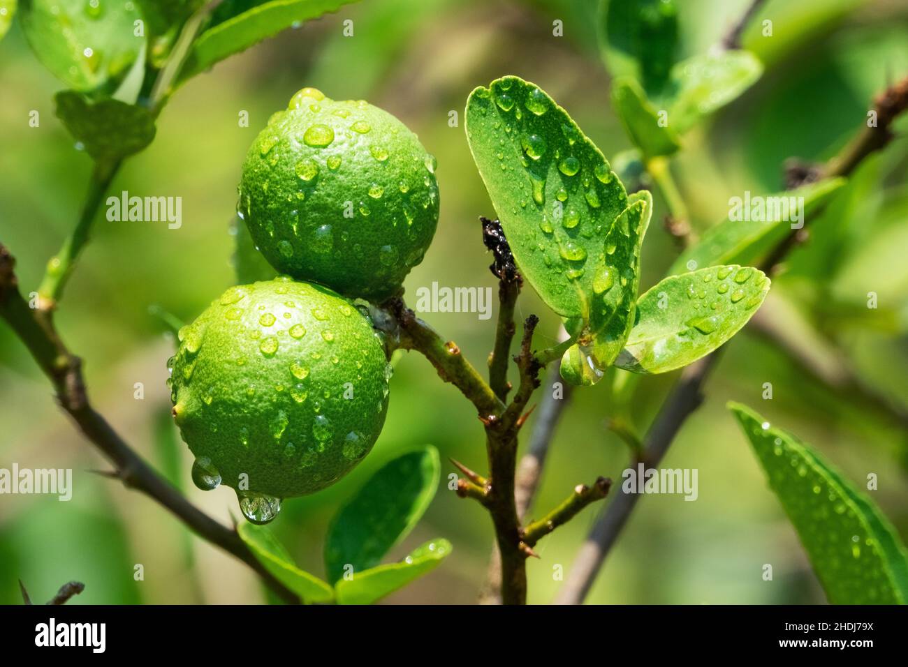 Lime bush fruit citrus hi-res stock photography and images - Alamy