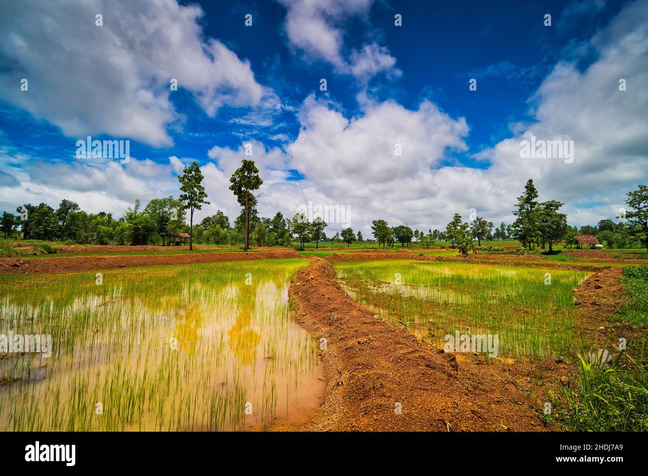 paddy, thailand, rice plant, paddies, rice paddy, thailands, rice ...