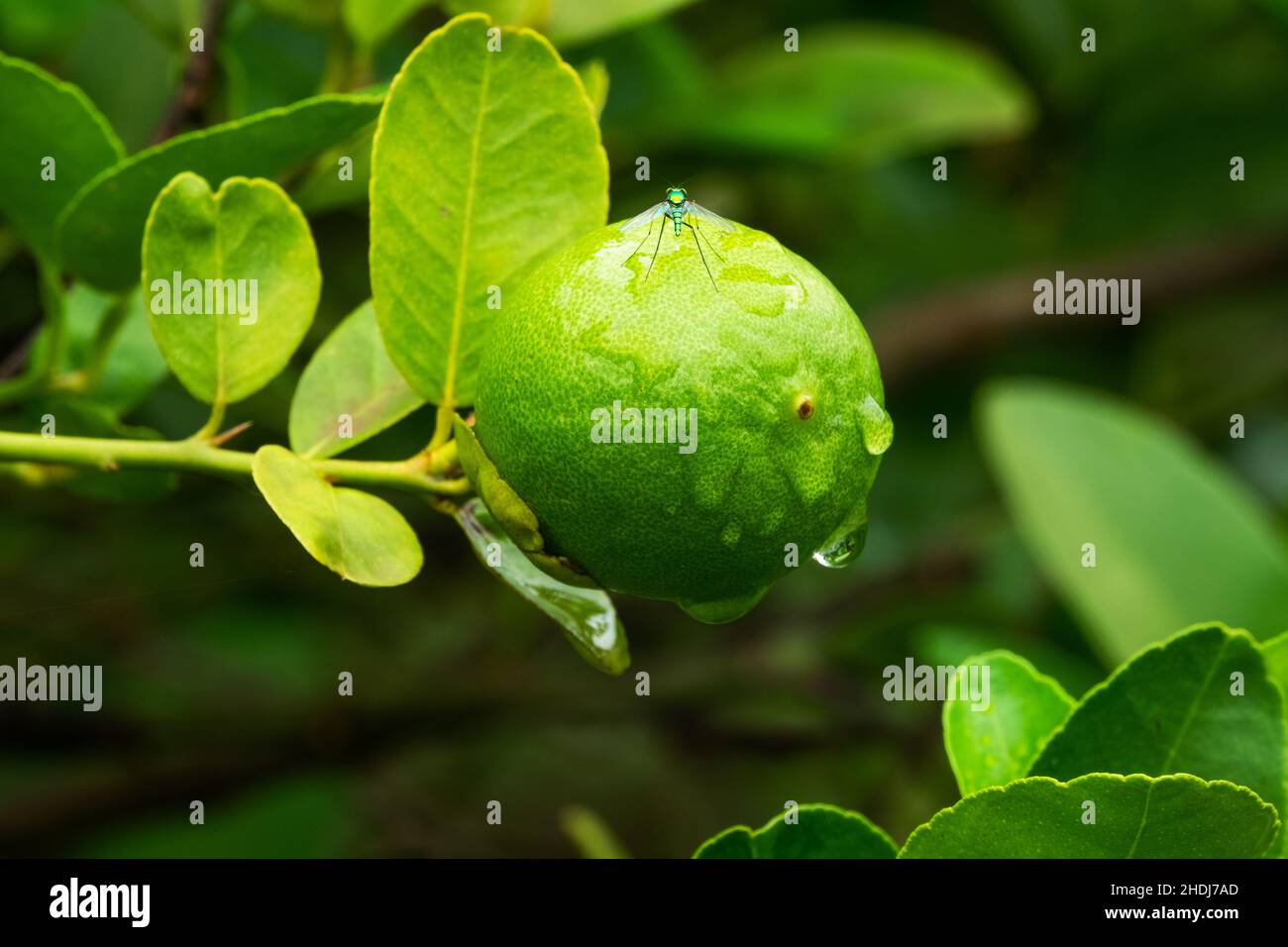 Fruit flies and fruit hi-res stock photography and images - Alamy
