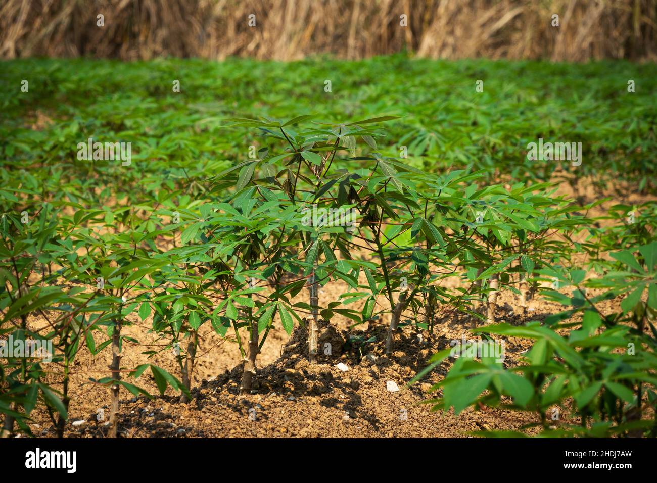 Maniocs hi-res stock photography and images - Alamy