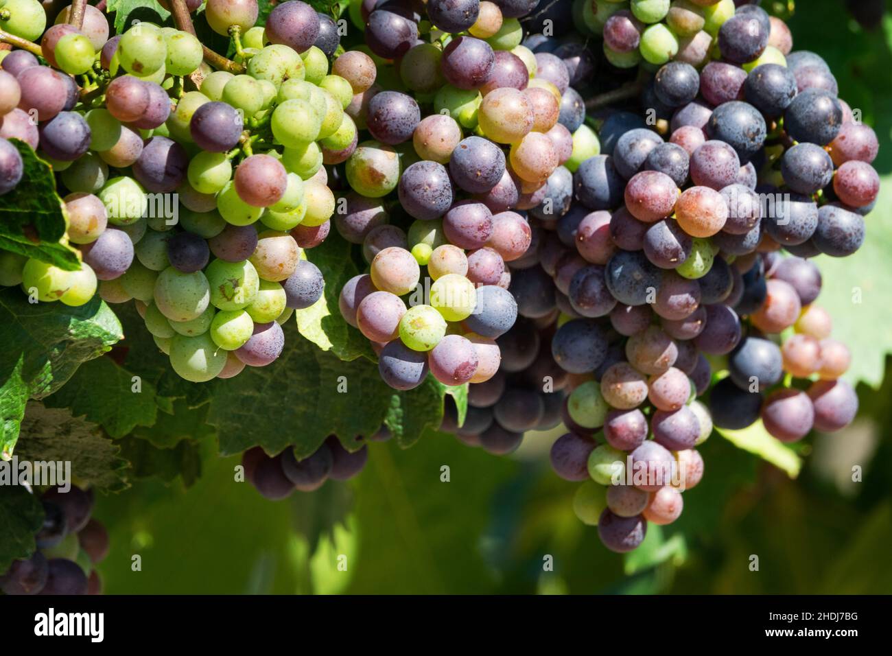 grape, red grapes, degree of maturity, grapes, red grape Stock Photo ...