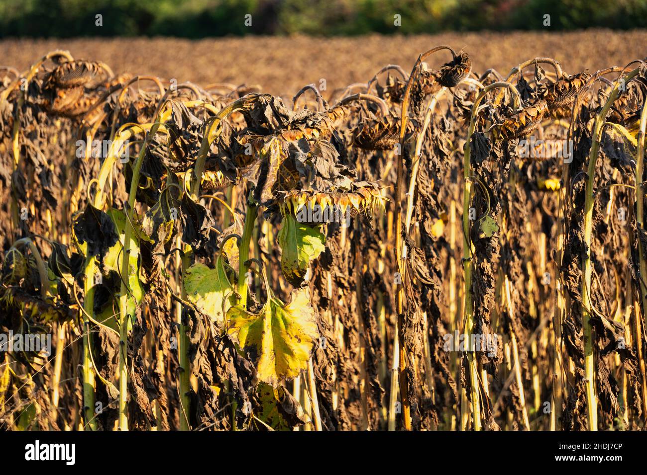 drought, dried plant, sunflower field, arid, droughts, dry, dryness ...