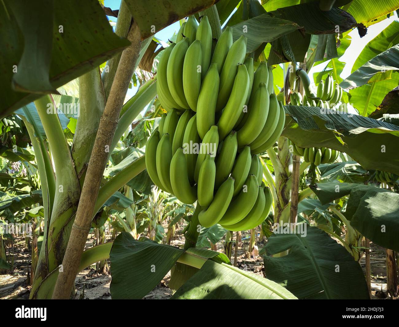 banana, banana tree, bananas, banana trees Stock Photo - Alamy