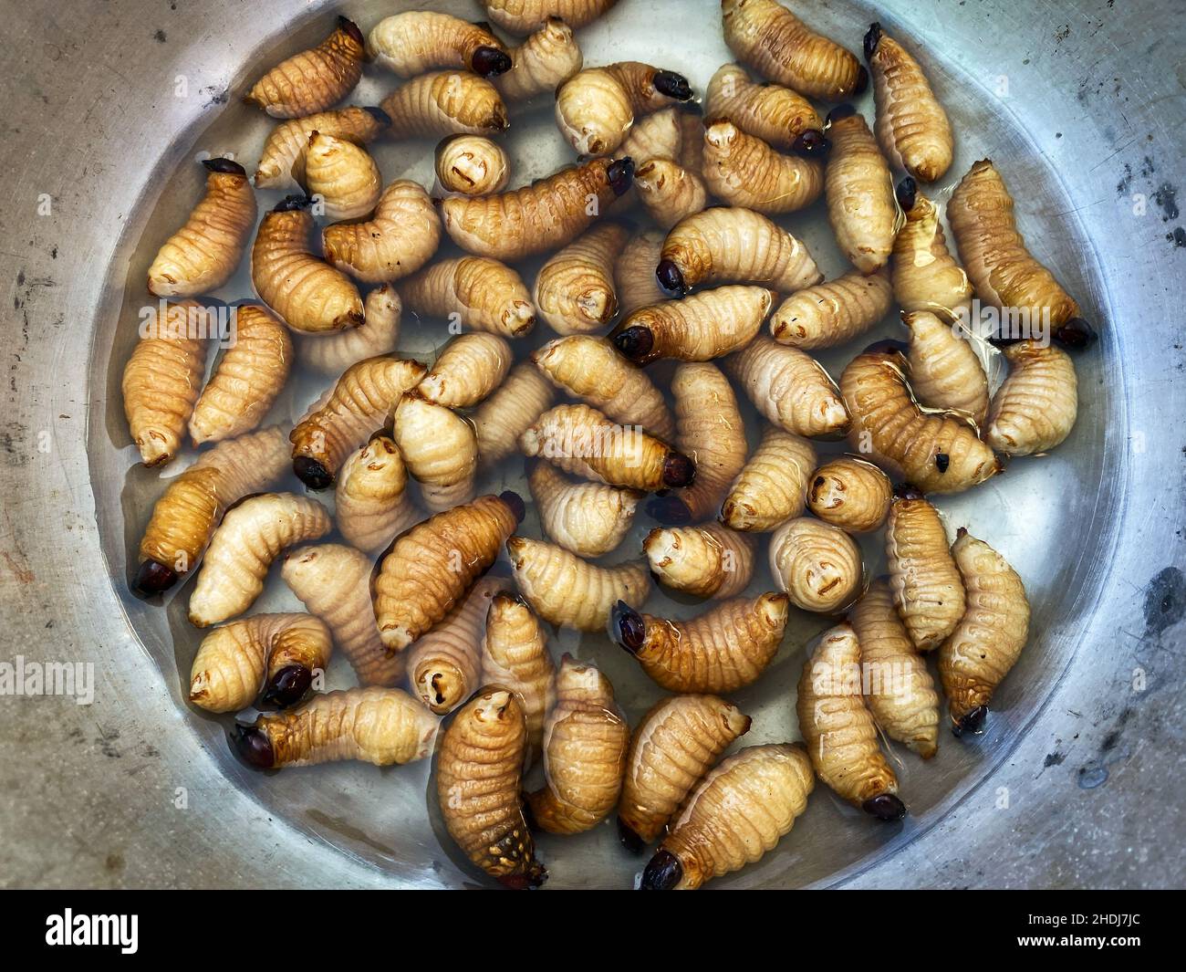 food, larva, foods, larvas Stock Photo - Alamy