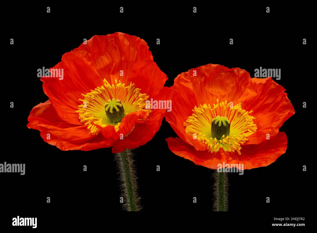 poppy flower, iceland poppy, poppies, islandmohns Stock Photo - Alamy