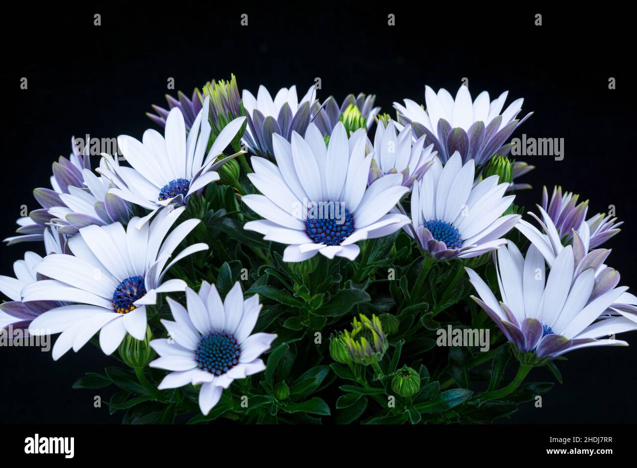 Dimorphoteca flower hi-res stock photography and images - Alamy