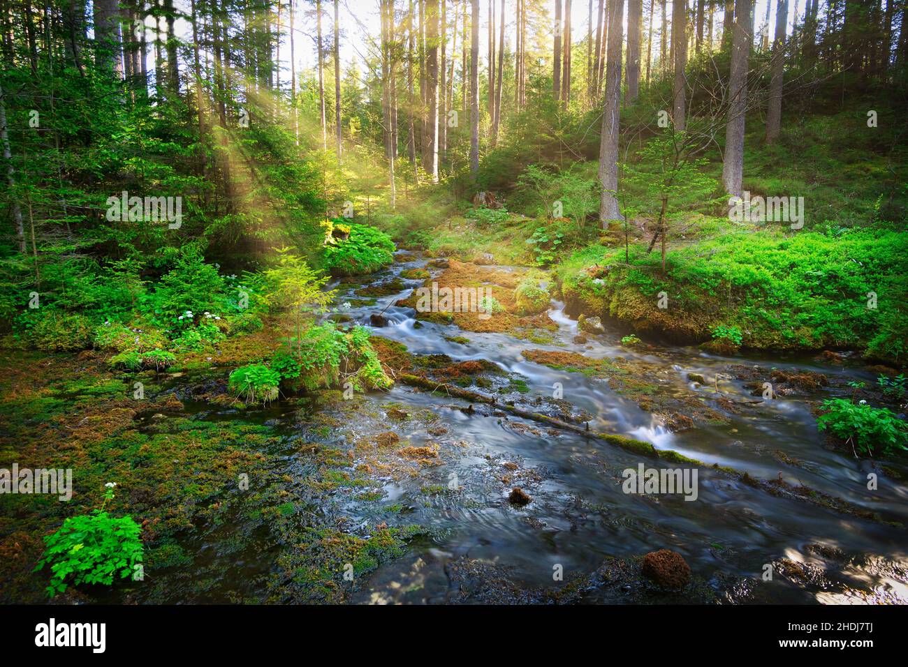 stream, forest, sunbeams, ditch, streams, forests, wood, woodland ...