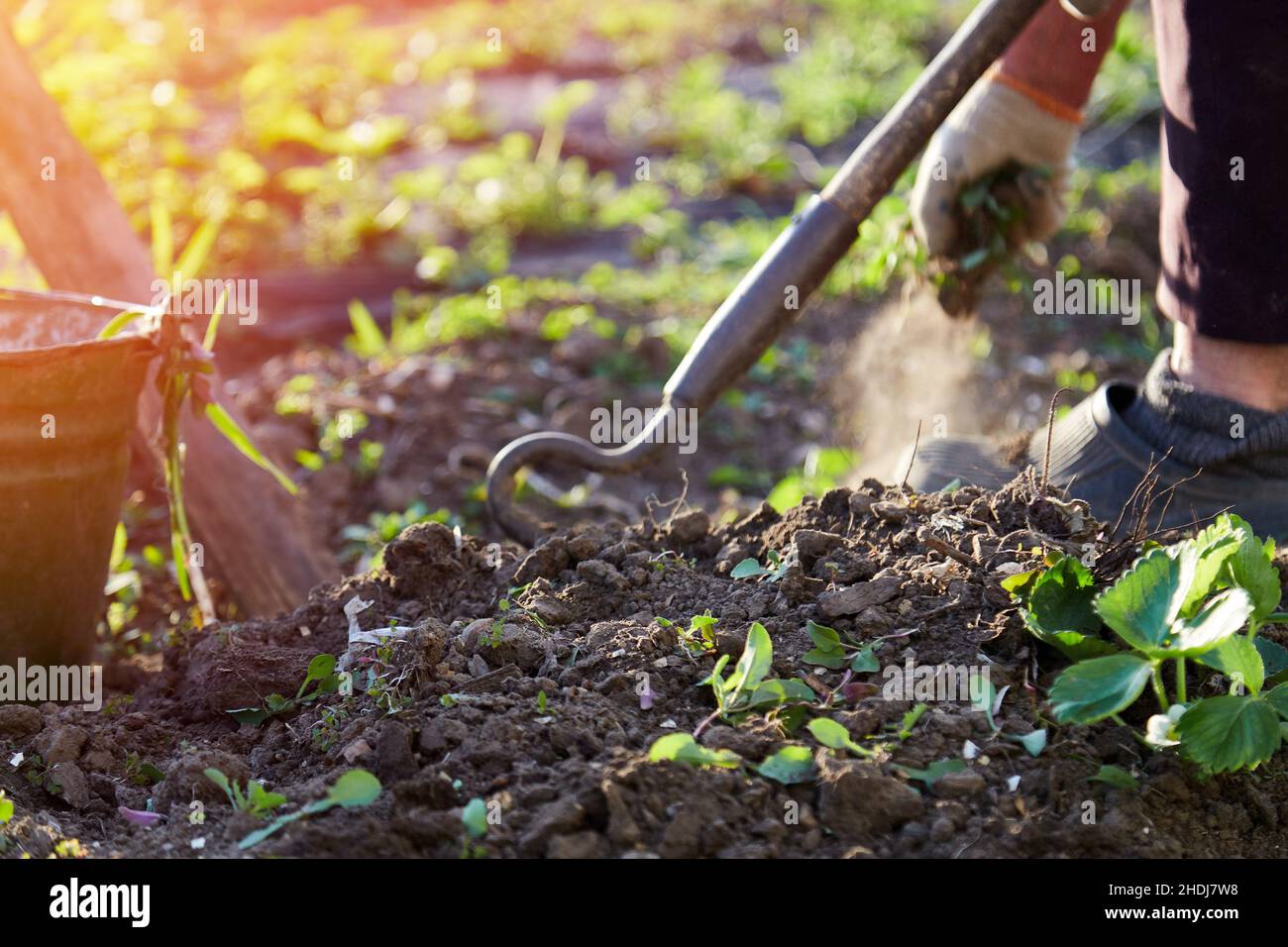 Planting strawberries in the garden. Spring works. Senior woman works ...