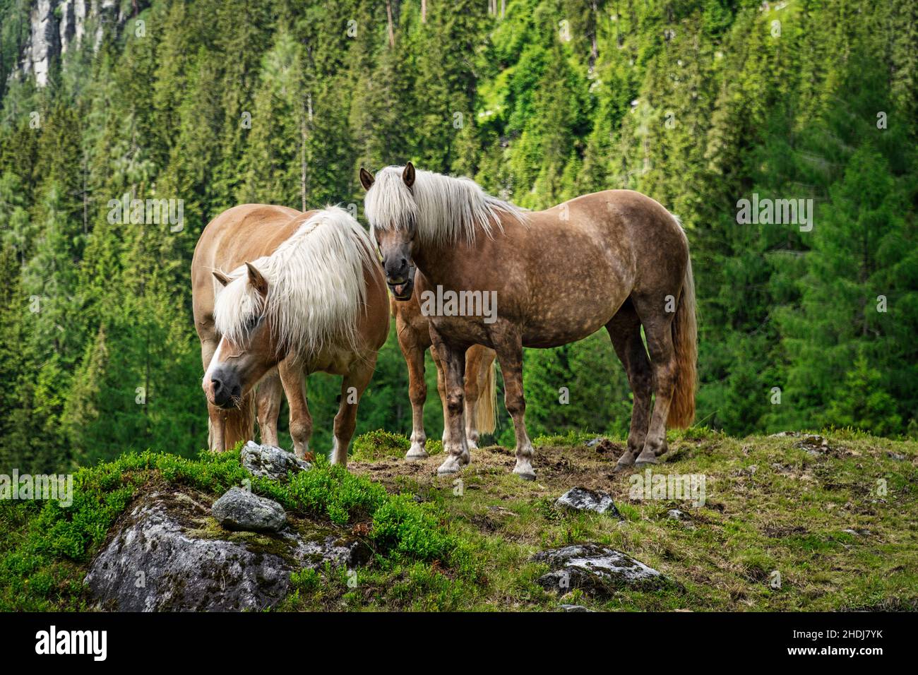 horse, haflinger, horses, haflingers Stock Photo - Alamy