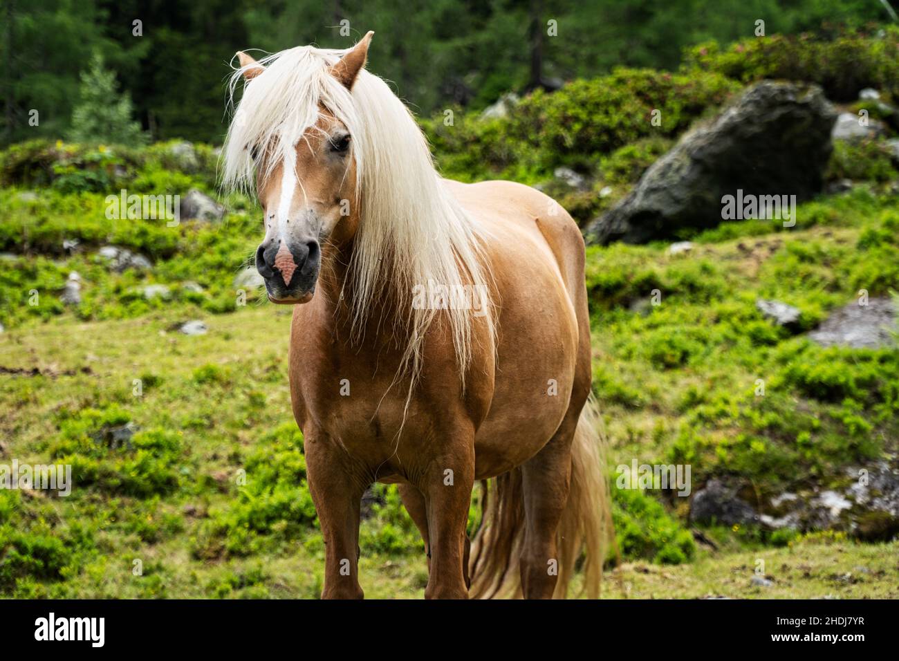 horse, haflinger, horses, haflingers Stock Photo - Alamy