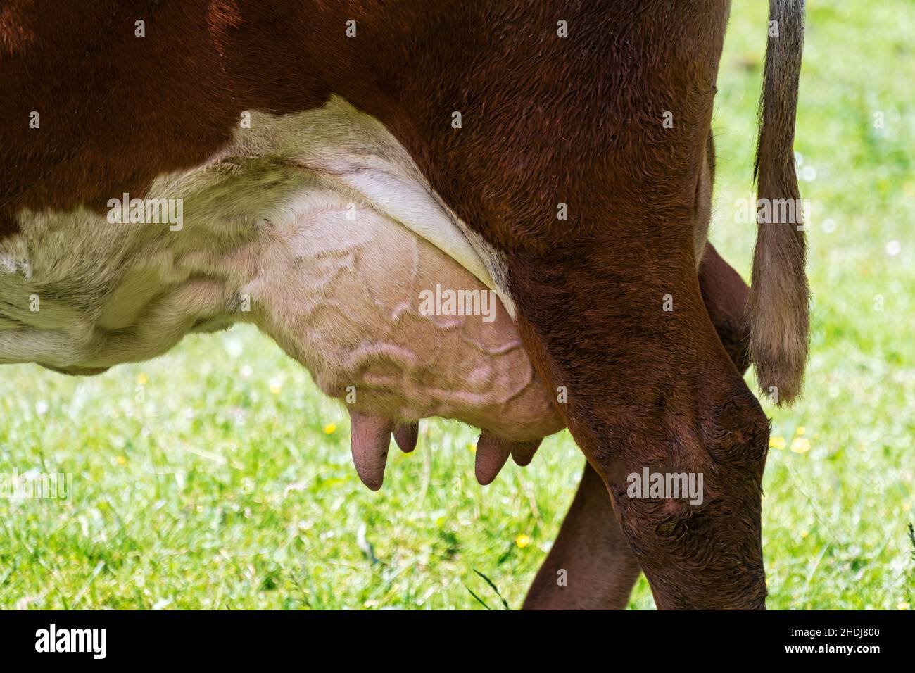 Pinzgauers hi-res stock photography and images - Alamy