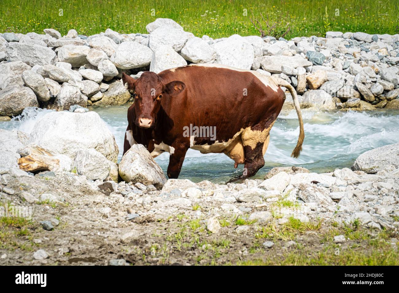 cow, river, alp, cows, rivers, alps Stock Photo - Alamy