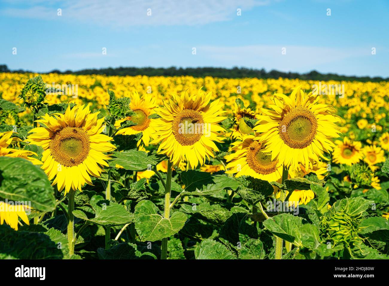 sunflower, sunflower field, crop, sunflowers, sunflower fields, crops, plant Stock Photo - Alamy