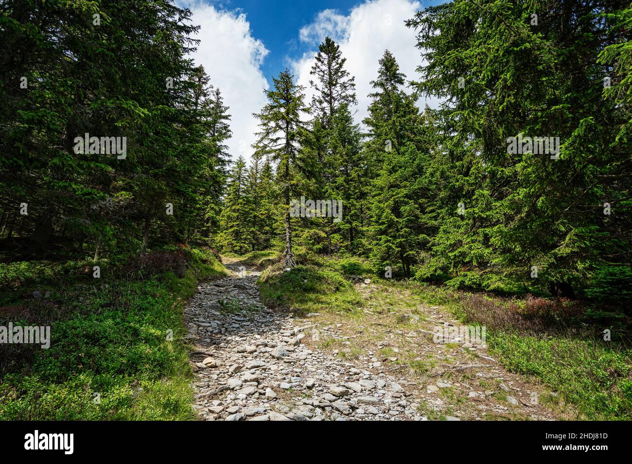 footpath, forest, footpaths, forests, wood, woodland, woods Stock Photo ...