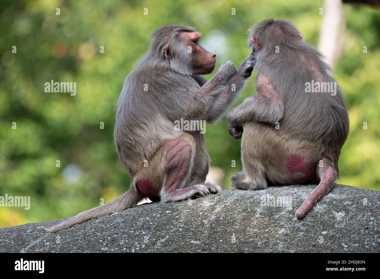 Two baboons grooming each other, social bonding Stock Photo - Alamy