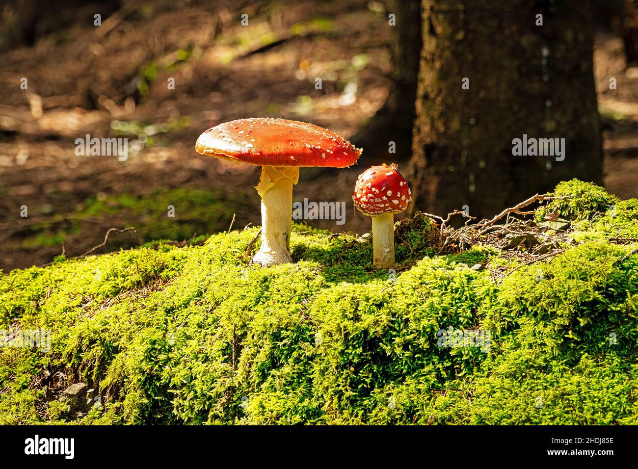 fly agaric, fly agarics Stock Photo - Alamy