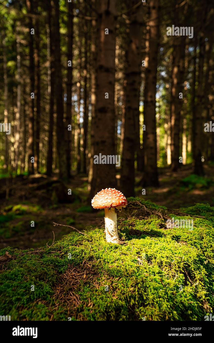 fly agaric, fly agarics Stock Photo - Alamy