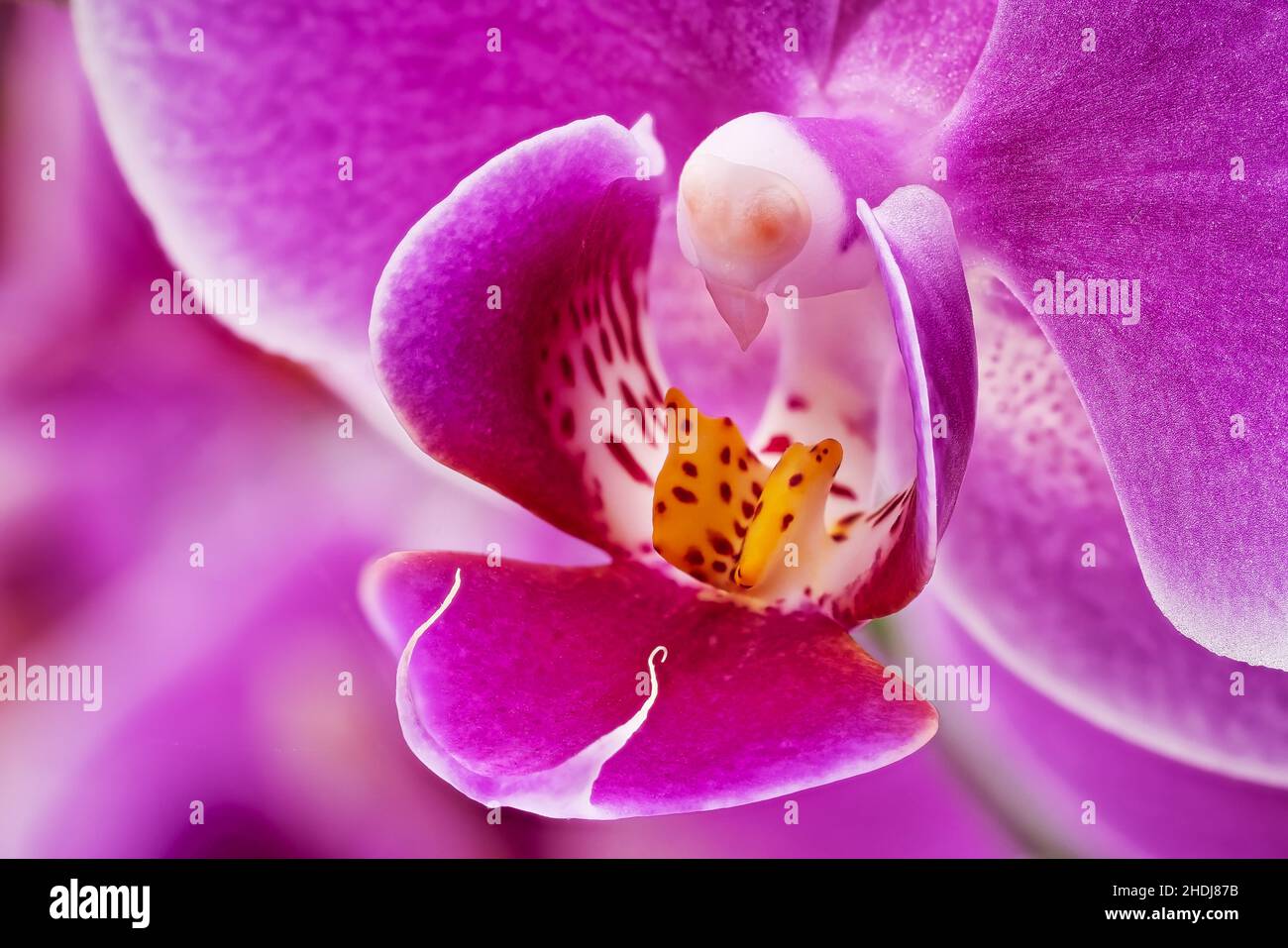 anther, orchid, anthers, orchids Stock Photo - Alamy