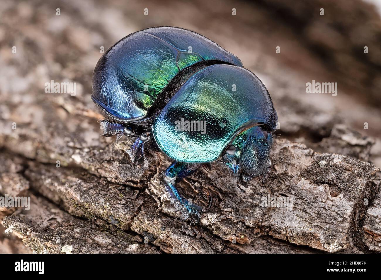 dung beetles, dor beetle, dung beetle Stock Photo - Alamy