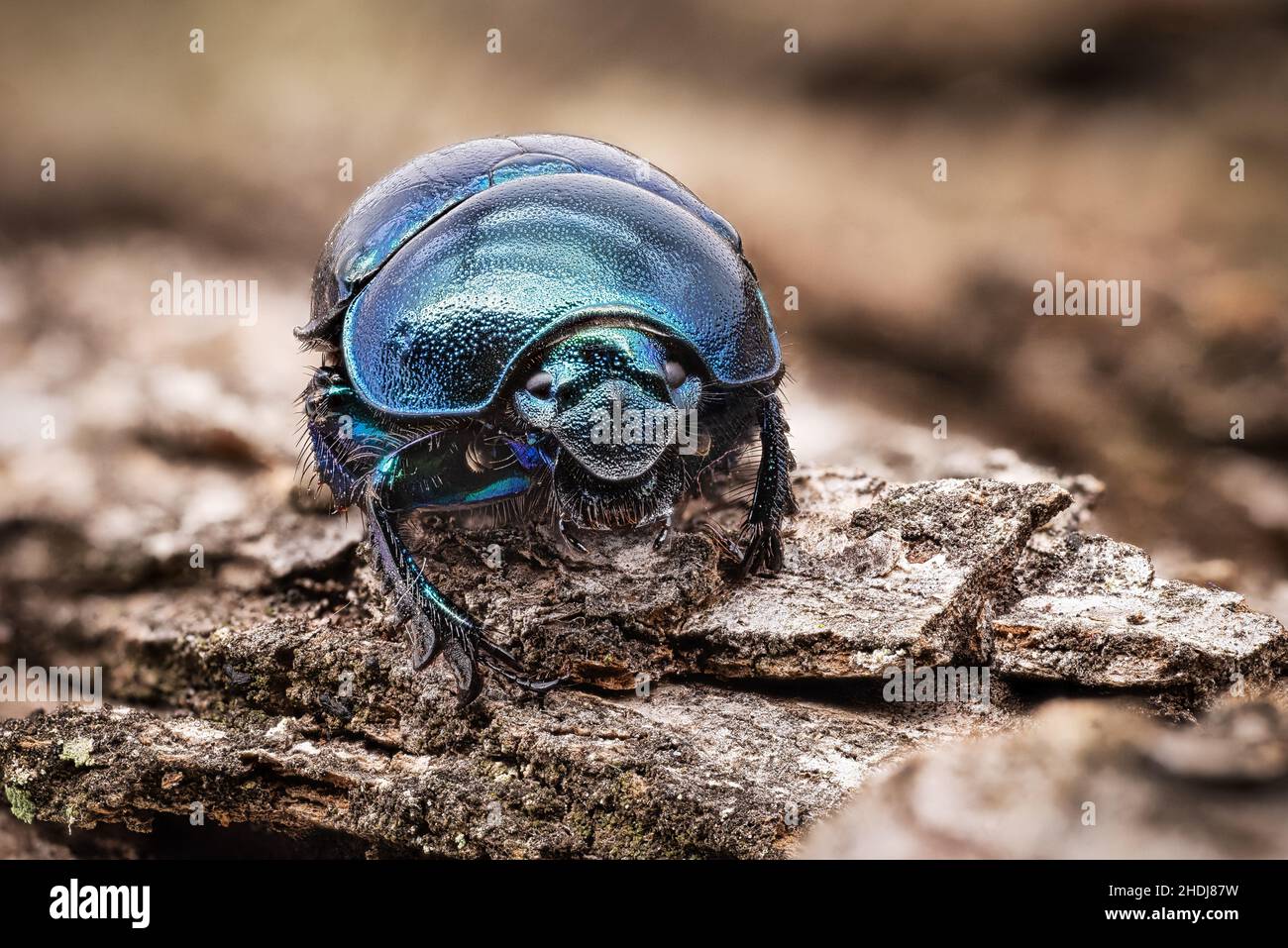 dung beetles, dor beetle, dung beetle Stock Photo - Alamy