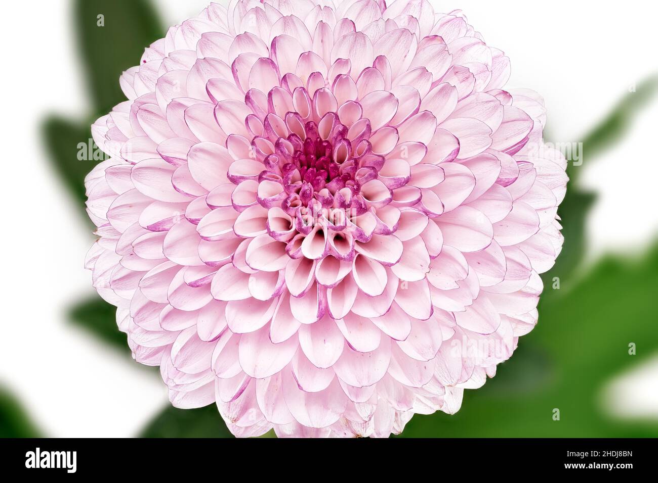 Chrysanthemum varieties hi-res stock photography and images - Alamy