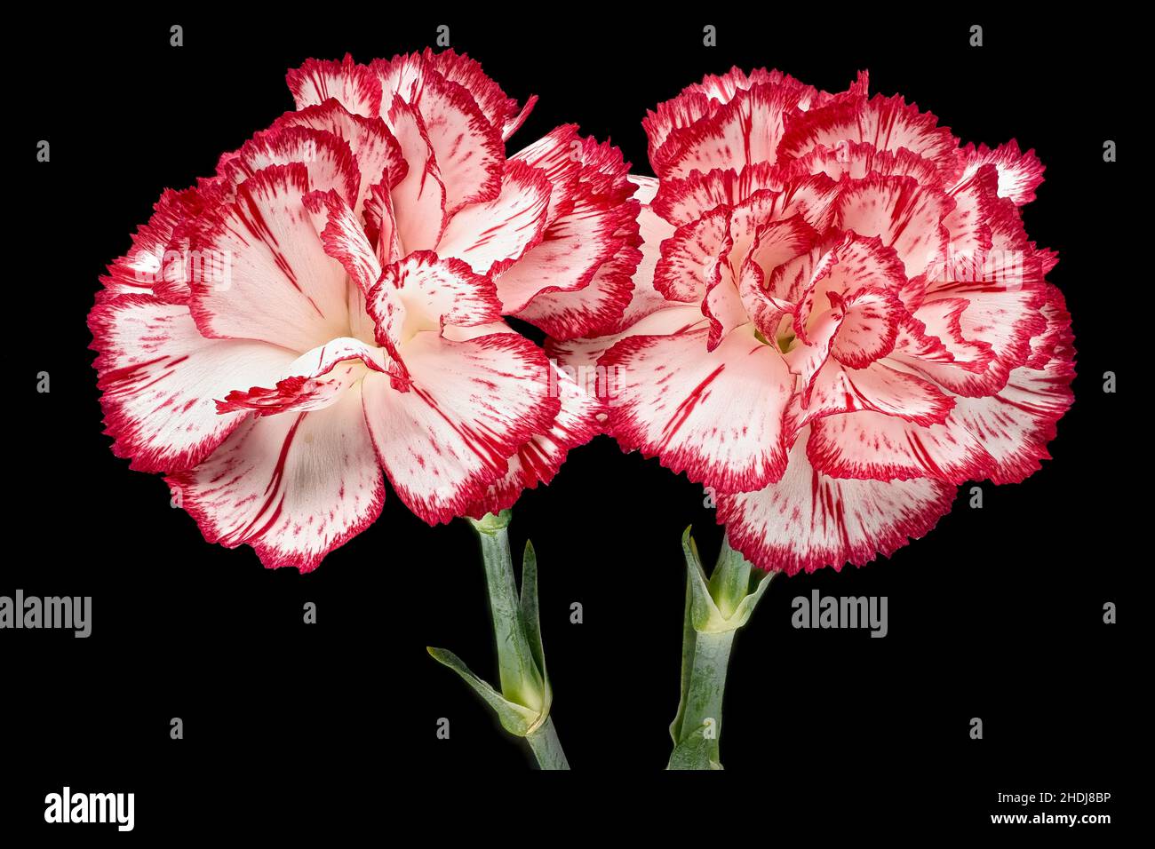 Spray carnation hi-res stock photography and images - Alamy
