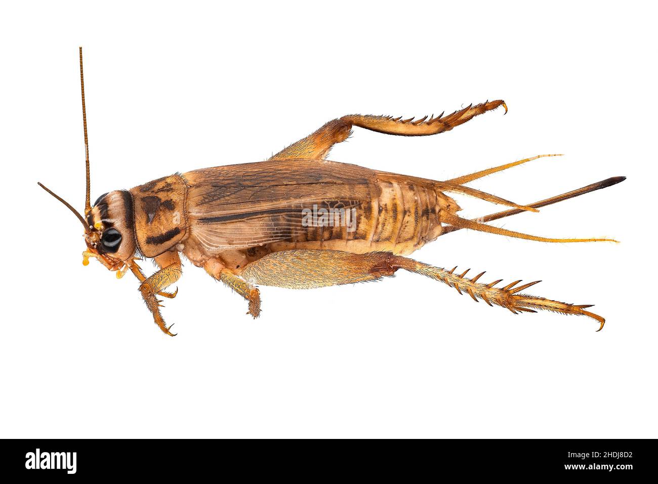 Cricket 1 Cut Out Stock Images & Pictures - Alamy