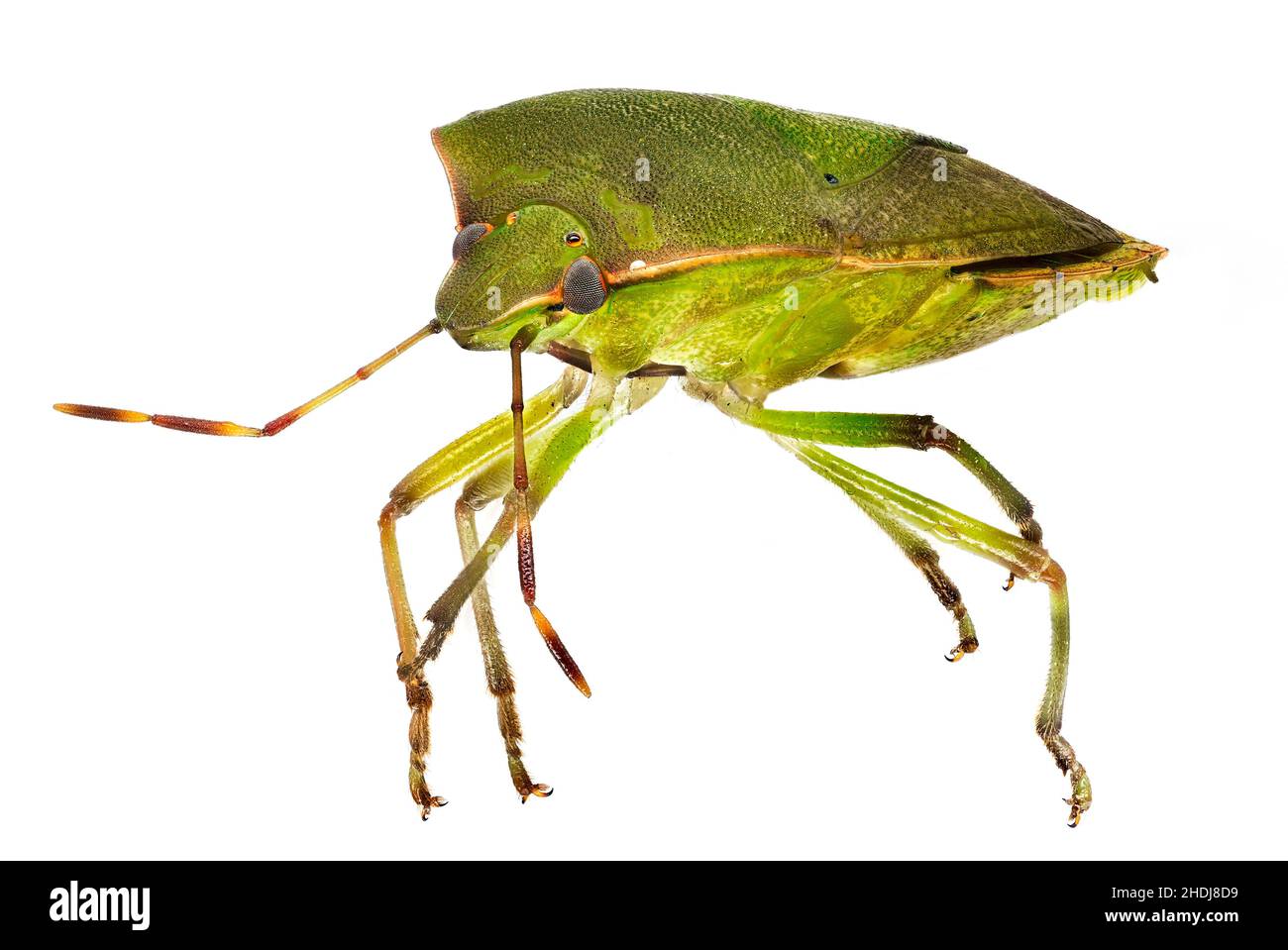 shield bug, shield bugs Stock Photo - Alamy