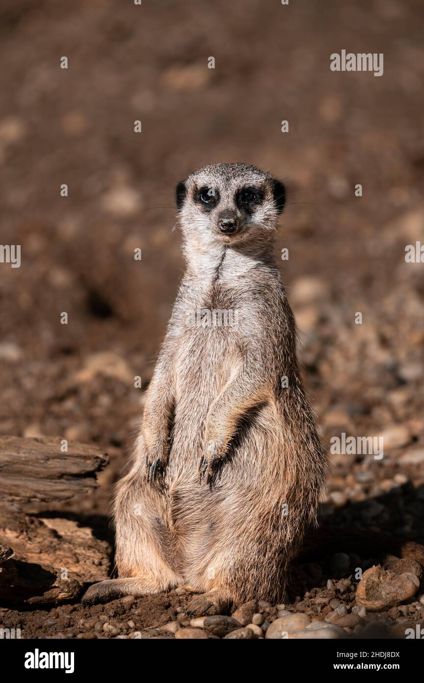 Relaxed meerkat sitting on hi-res stock photography and images - Alamy