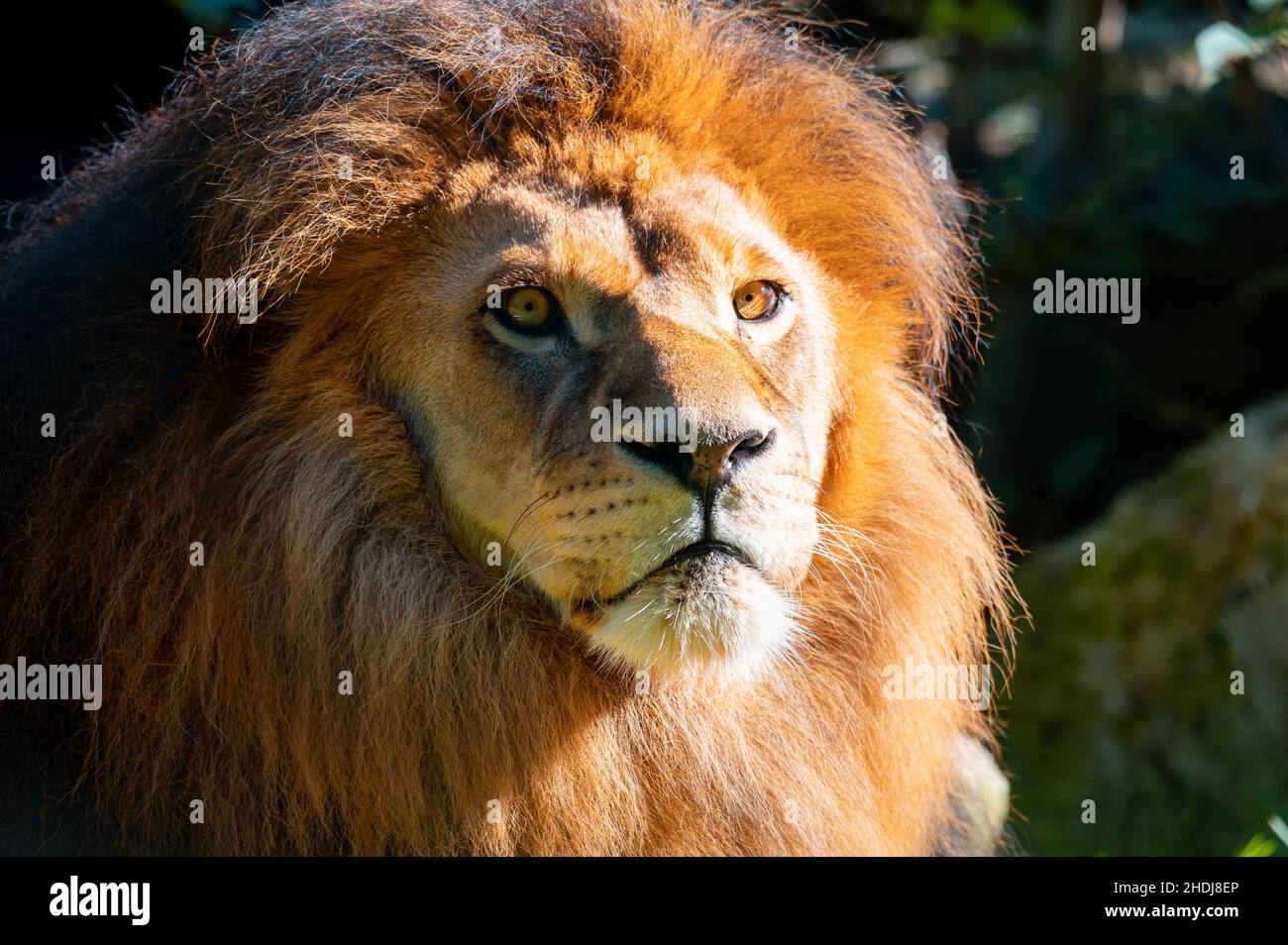 Majestic lion (Panthera leo) bathing in sunlight Stock Photo - Alamy