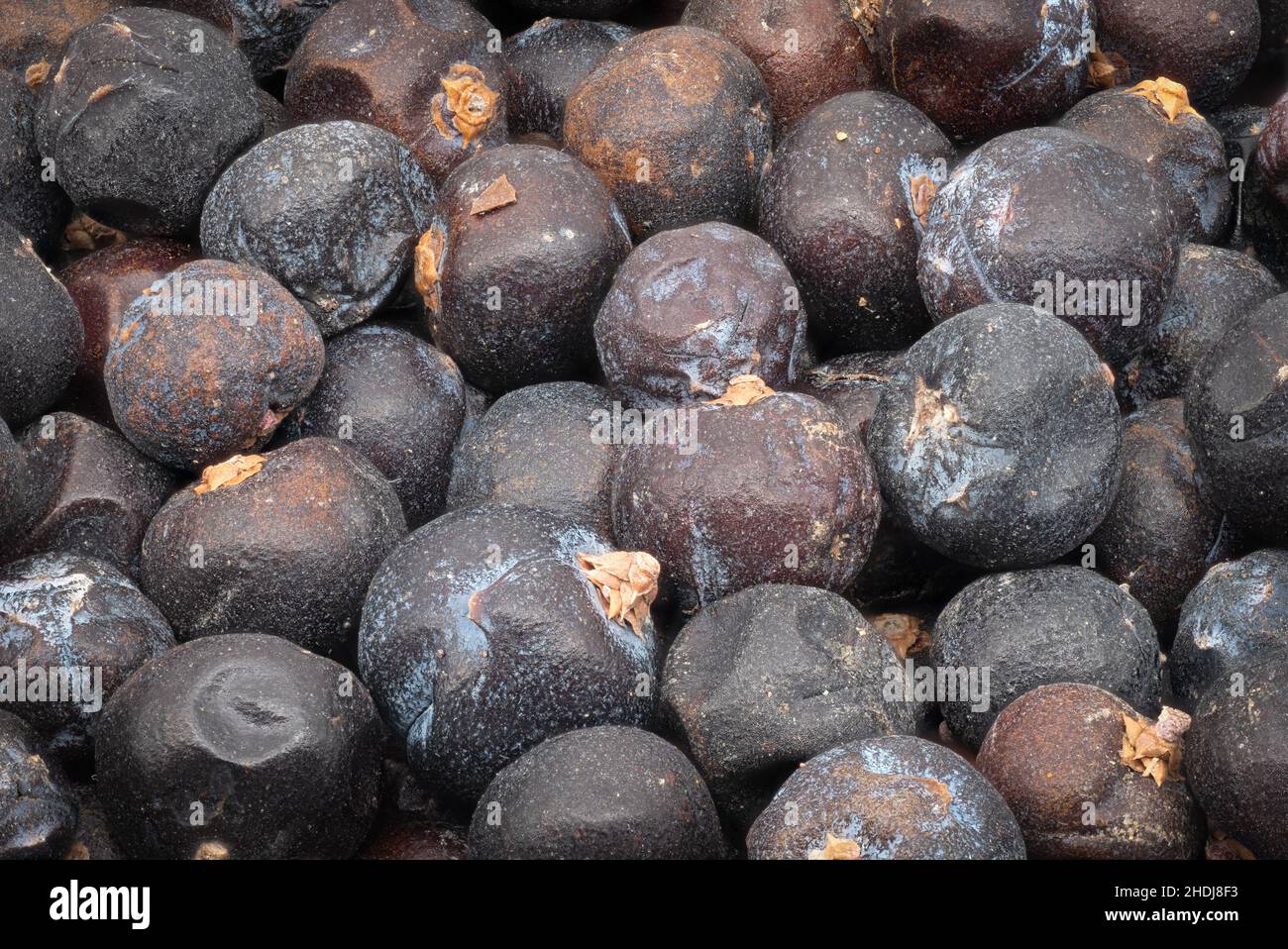 Full frame juniper hi-res stock photography and images - Alamy