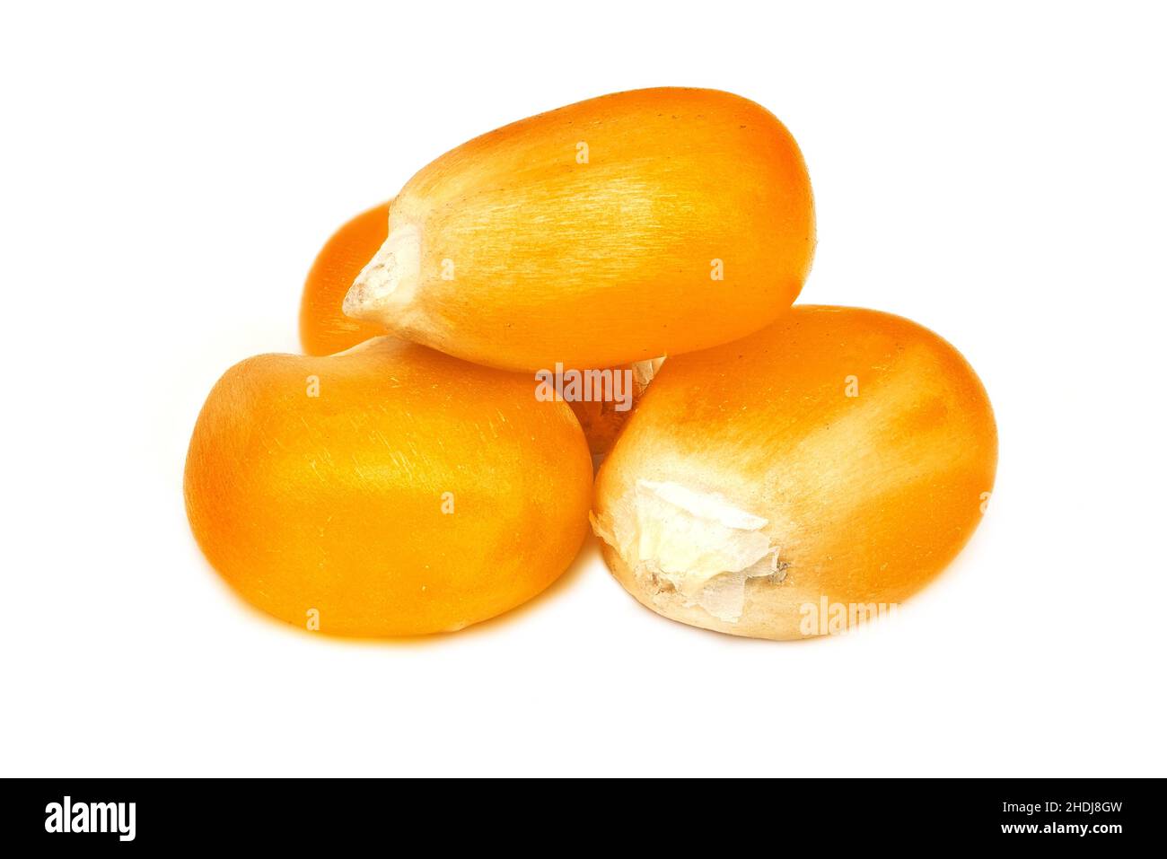 maize grain, maize grains Stock Photo - Alamy