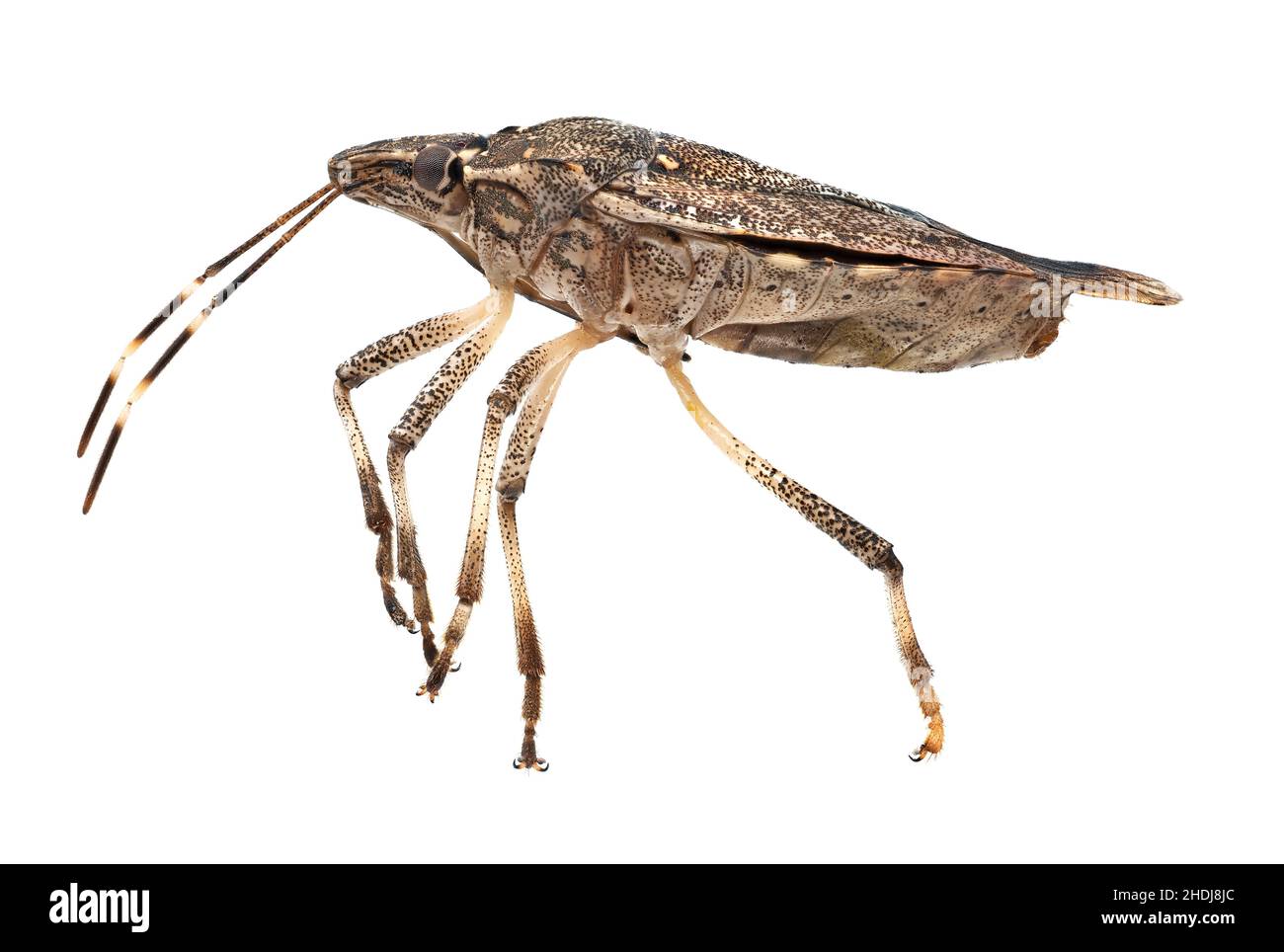 tree bug, tree bugs Stock Photo - Alamy