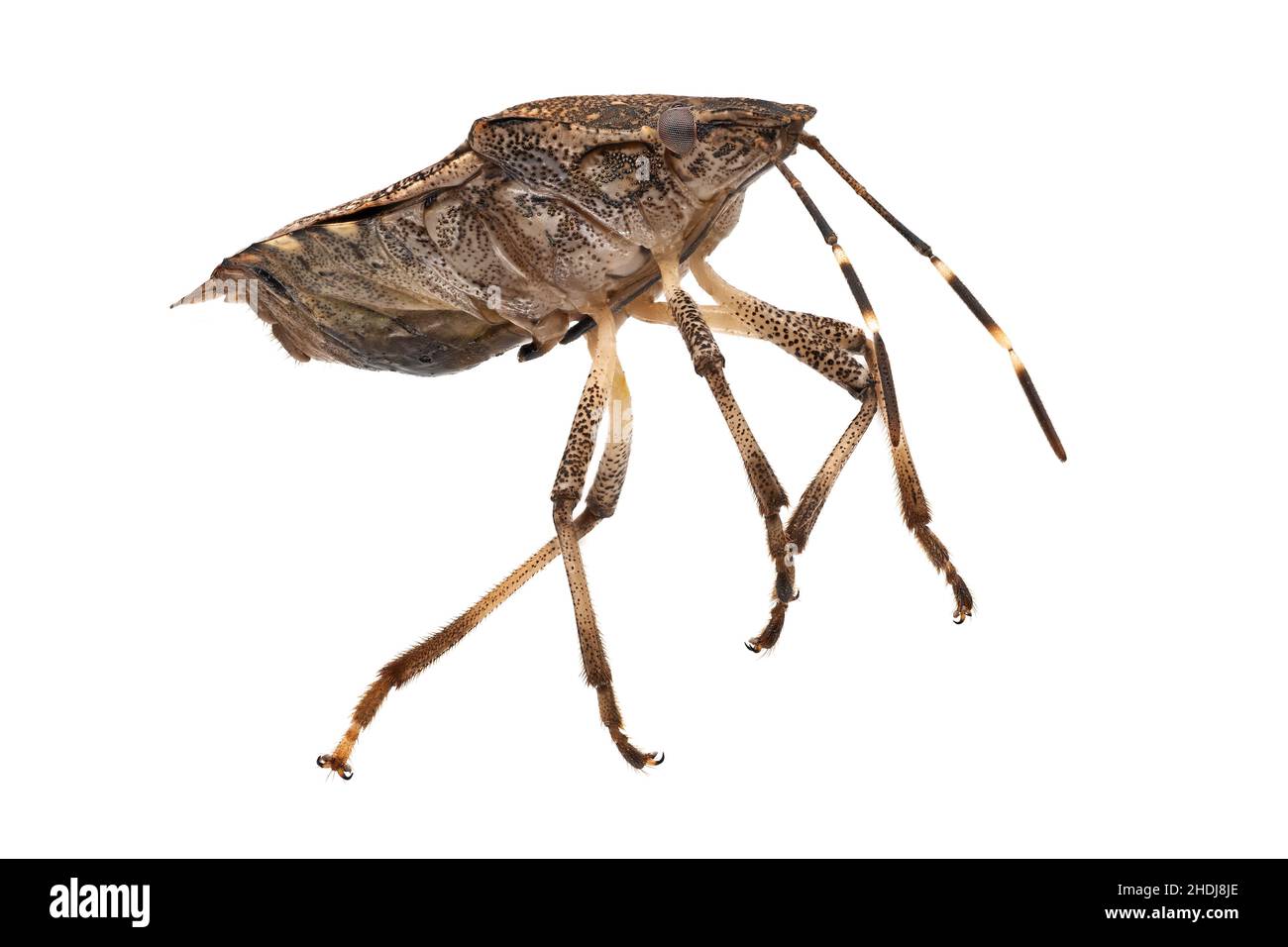 tree bug, tree bugs Stock Photo - Alamy