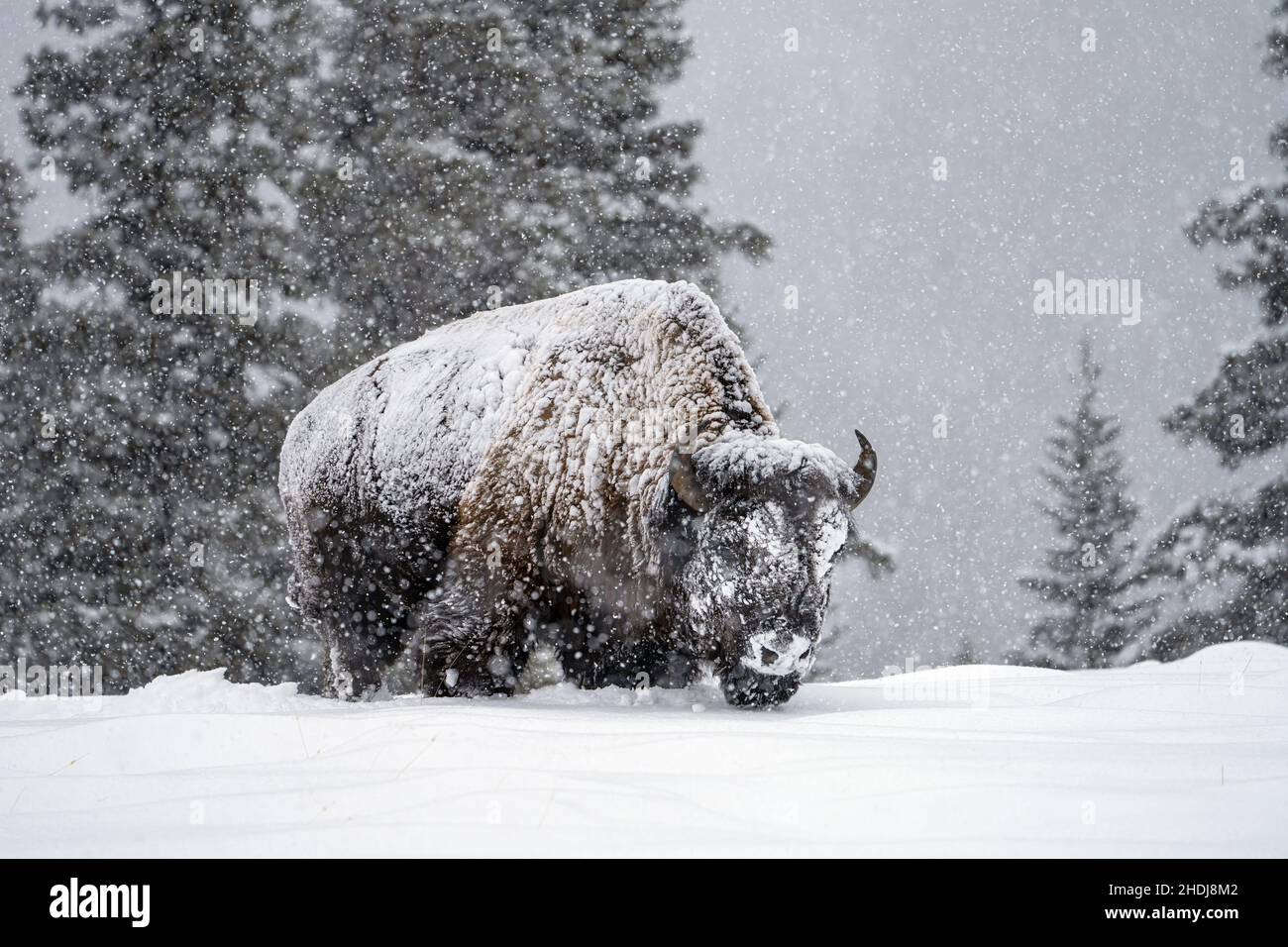 Lone bison in prairie hi-res stock photography and images - Alamy