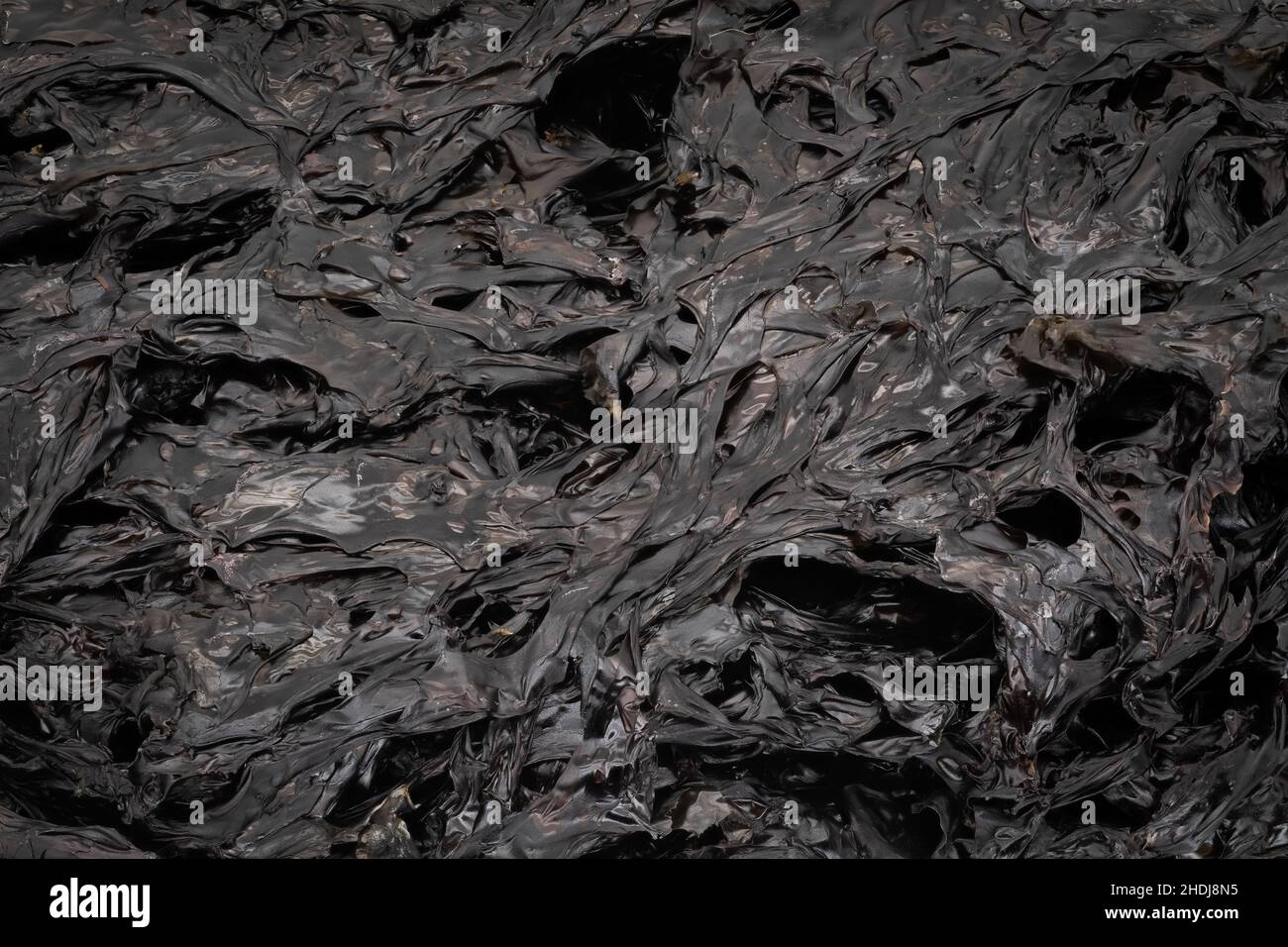 Pressed seaweed hi-res stock photography and images - Alamy