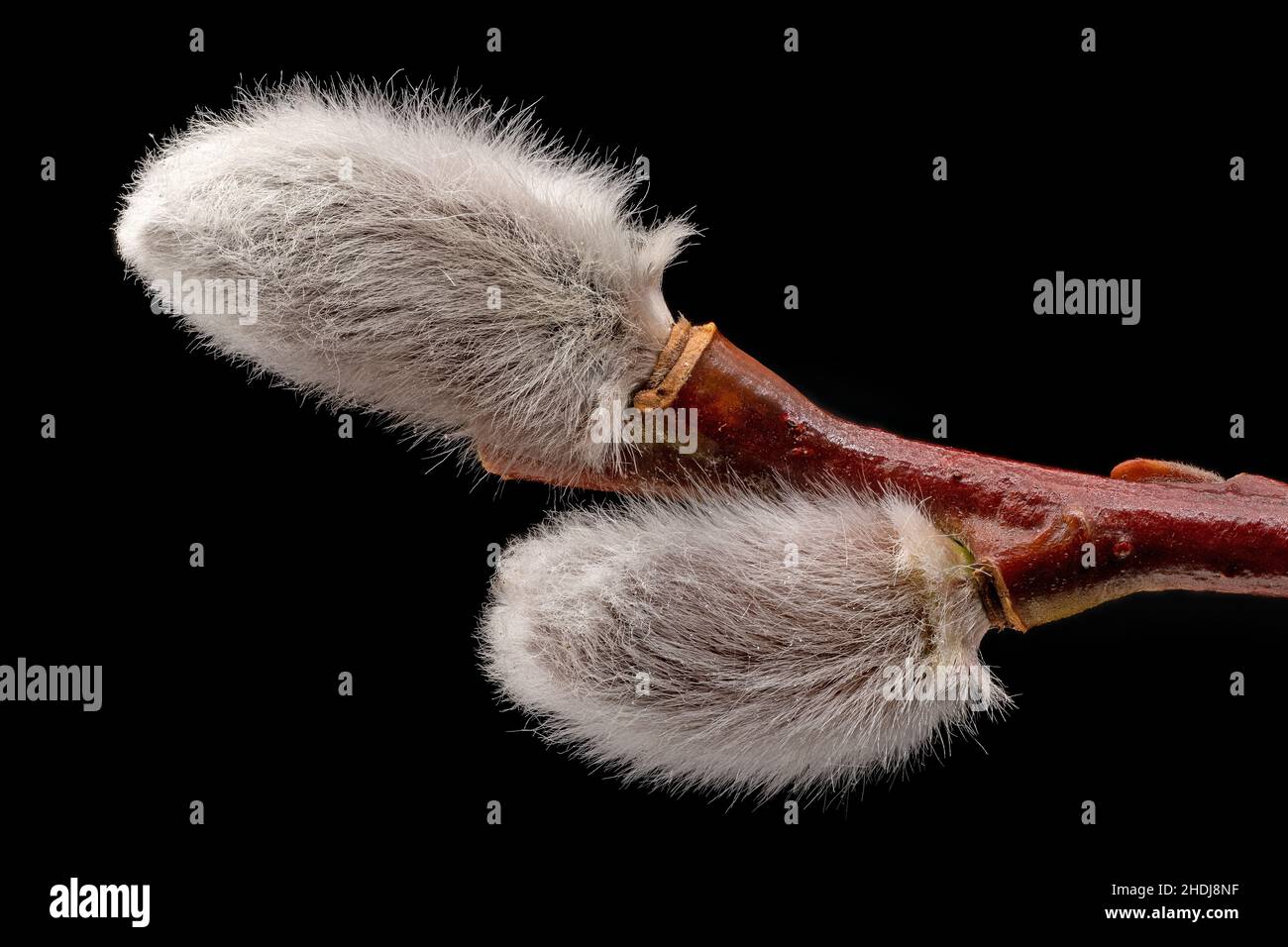 pussy willow, catkin, pussy willows, catkins Stock Photo - Alamy