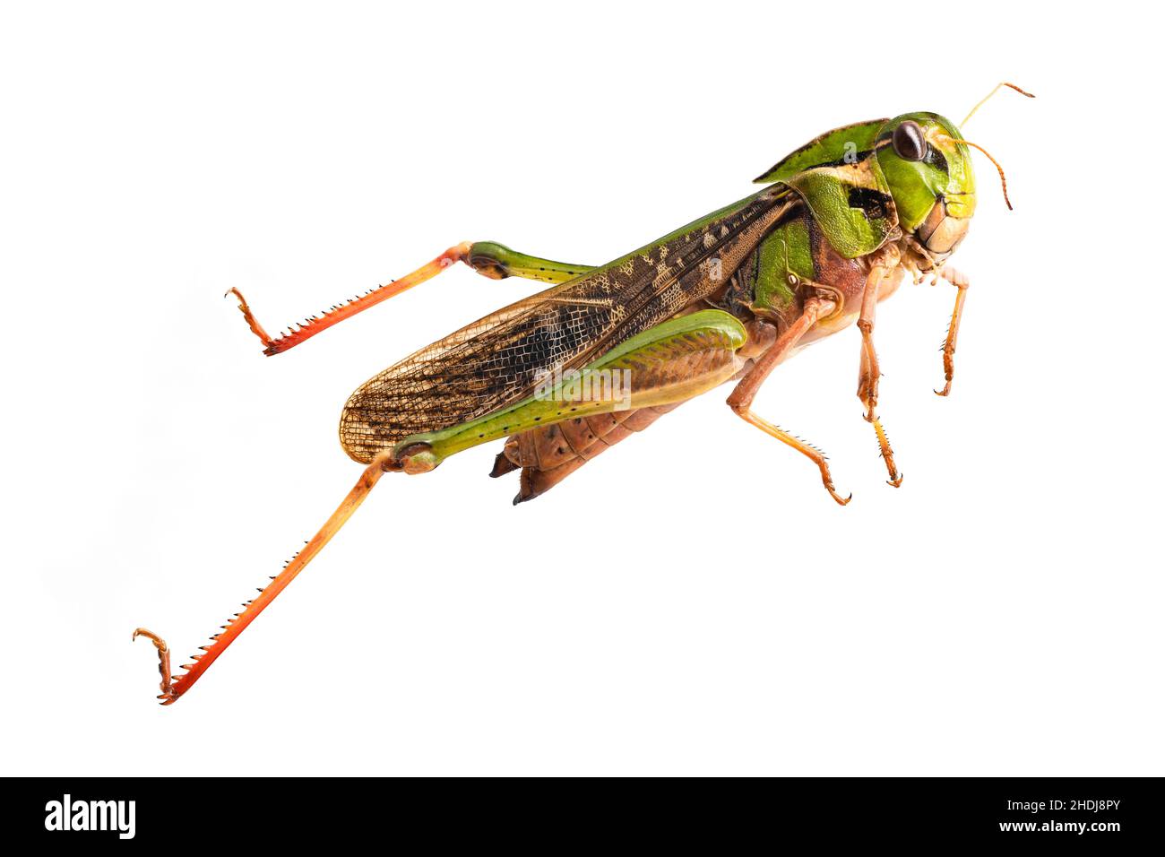 Grasshopper grasshoppers Cut Out Stock Images & Pictures - Alamy