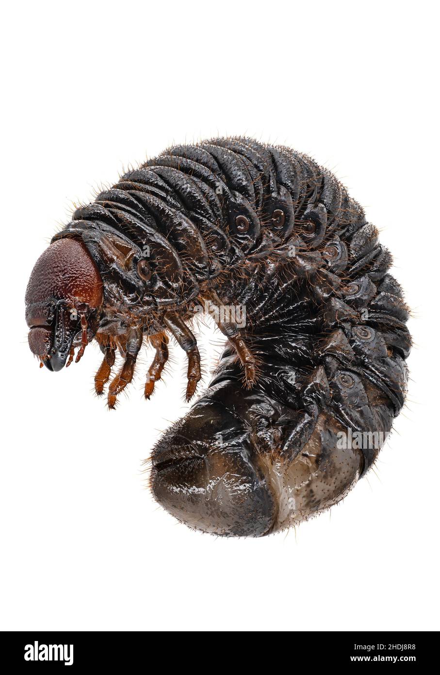 larva, scarab beetle, larvas, scarab beetles, scarabaeidae, scarabs ...