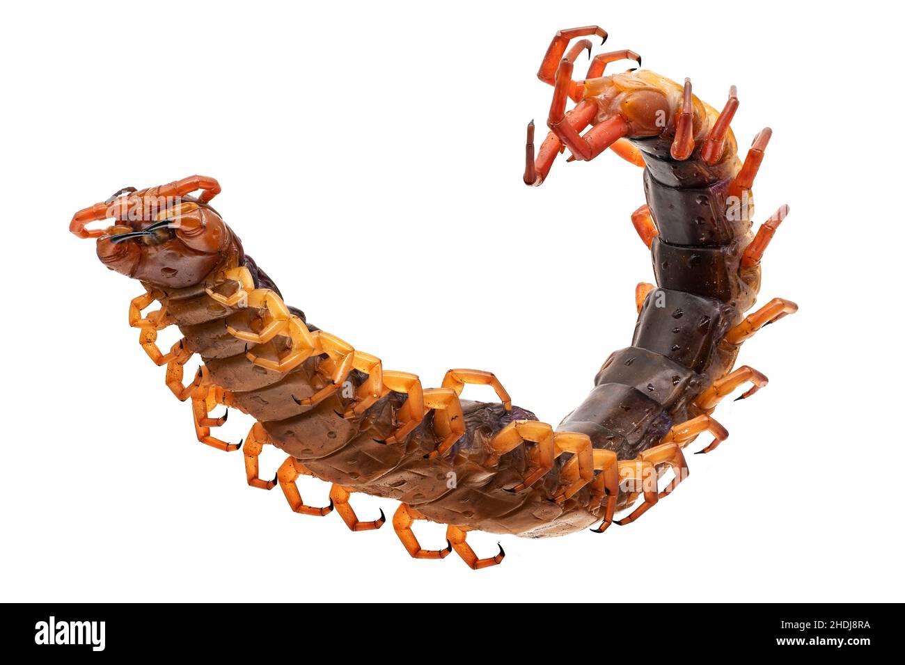 Millipede millipedes hi-res stock photography and images - Alamy