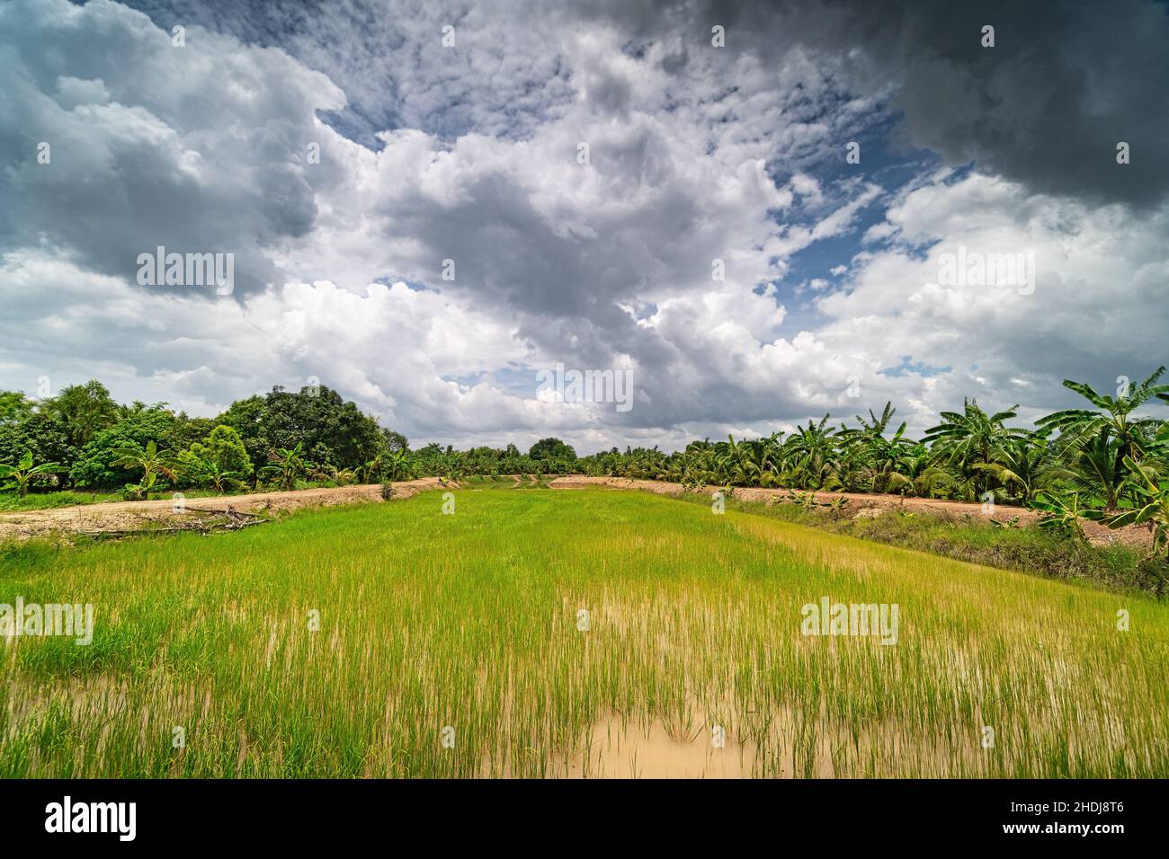 paddy, rice cultivation, rice plant, paddies, rice paddy, rice ...