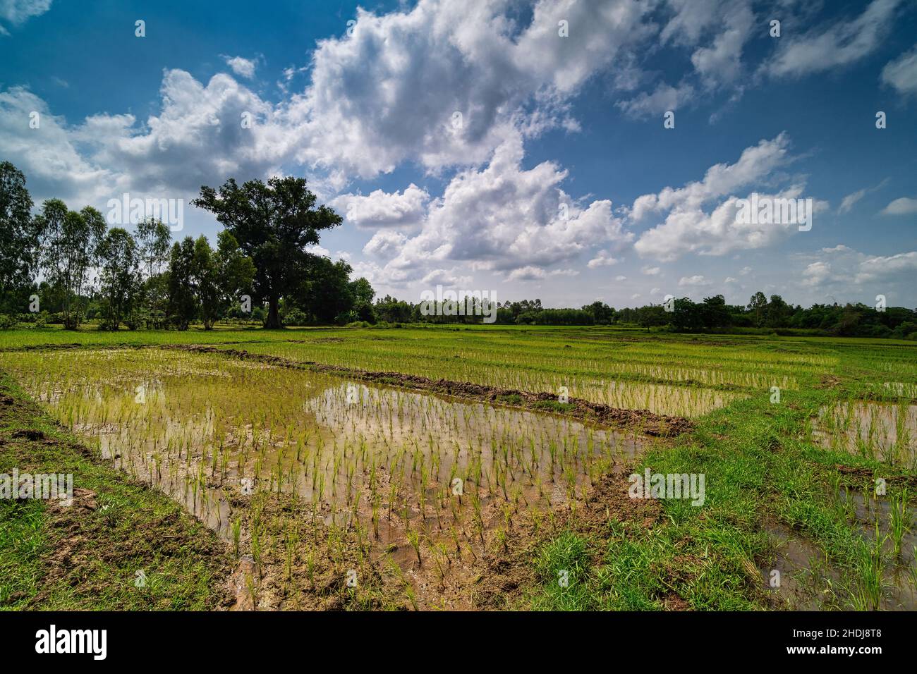 paddy, rice cultivation, rice plant, paddies, rice paddy, rice ...