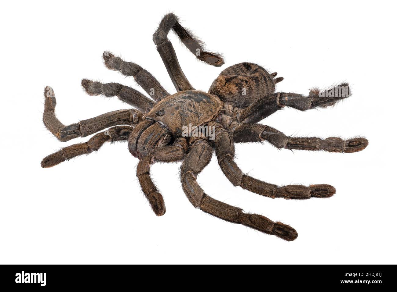 Southeast asian life Cut Out Stock Images & Pictures - Alamy