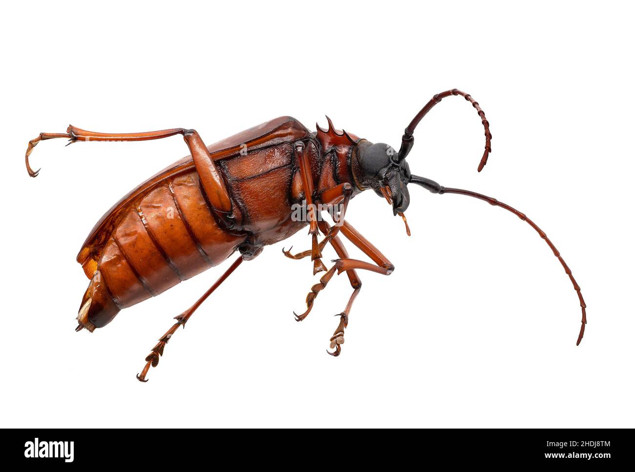 longhorn beetles, longhorn beetle Stock Photo - Alamy